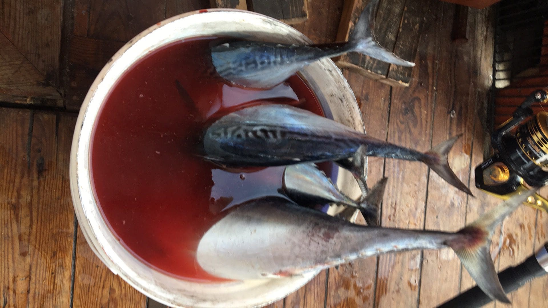 Yazılı Orkinos Avı Turları | Özellikleri, İpuçları ve Püf Noktaları